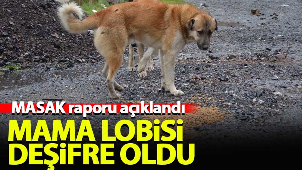 MASAK raporunda 'mama lobisi' deşifre oldu - Habervakti, son dakika haber, haber, güncel ...