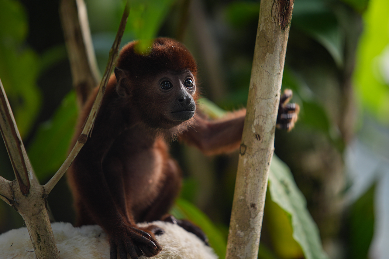 Kolombiya'da operasyonda ele geçirilen uluyan maymun yavrusu korumaya ...